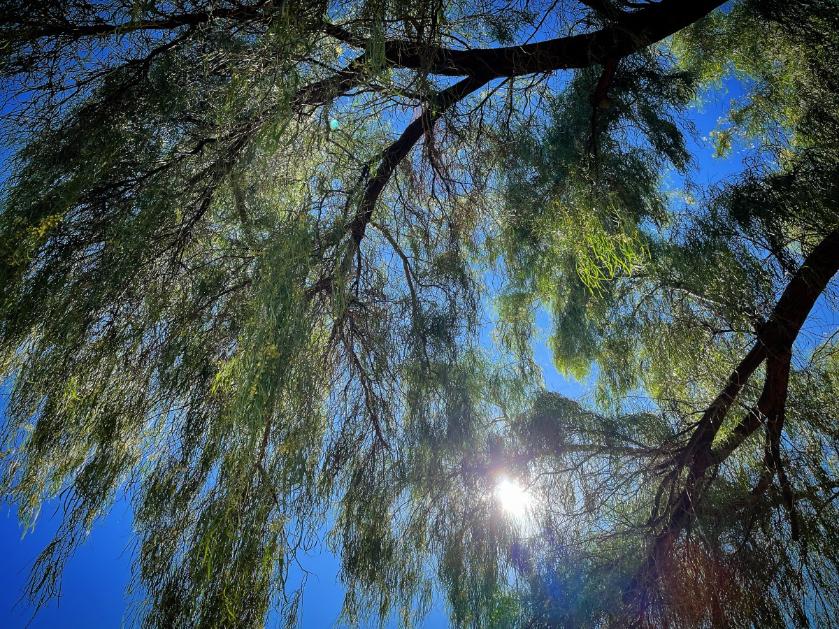 Pacing Around The Place – this is your life chuck johnson