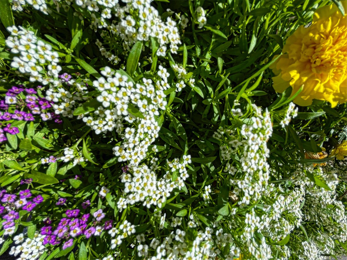 Tilted Cap – this is your life chuck johnson